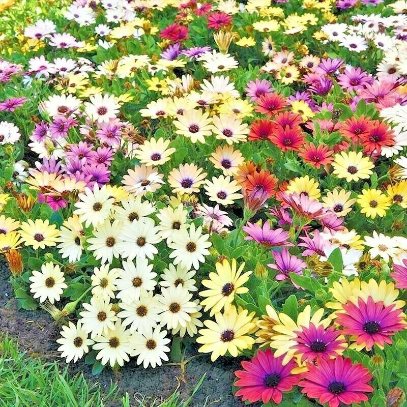 african daisy cineraria mix color flowers seeds,200 flowers seeds #ABG13