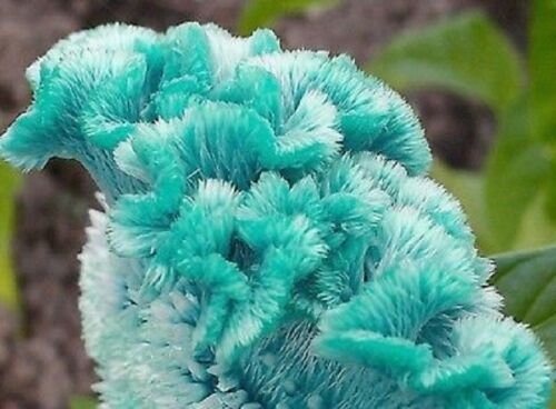 Blue Crested Cockscomb Annual Celosia Argentea Ornemental 50 Seeds ...
