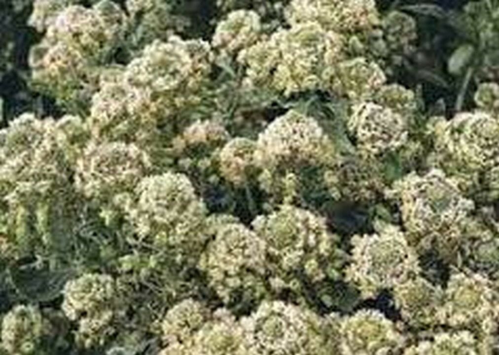 flower seeds Mignonette Machet Reseda Odorata, 100 seeds #ABG17