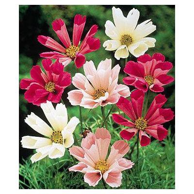 30 seeds, cosmos seashells flower #ABG18