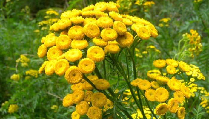 100 flower Seeds Tansy Tanacetum Vulgare #ABG17