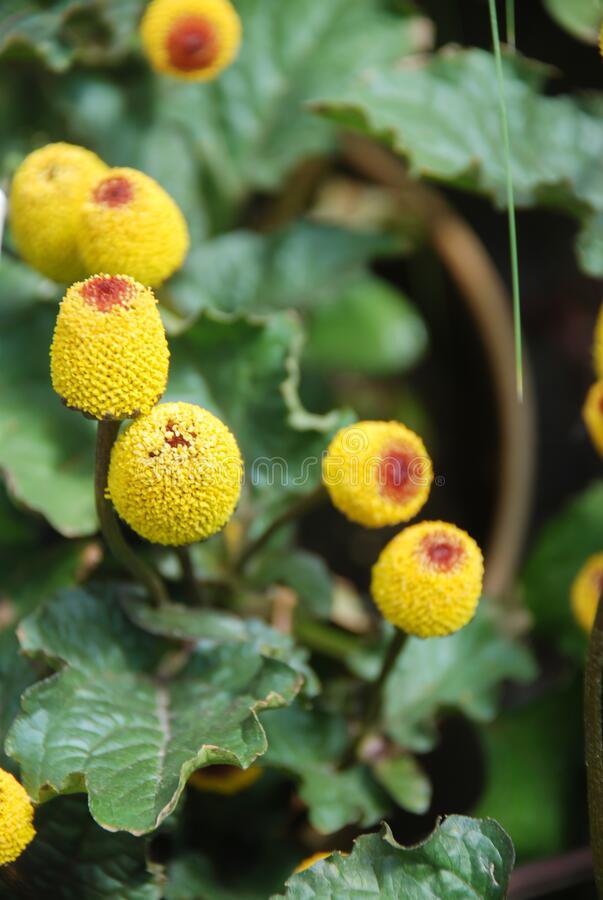 100 Seeds Toothache Plant- Spilanthes Oleracea,easy to grow #ABG17
