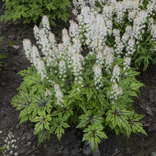 tiarella white foamflower,20 seeds #ABG16