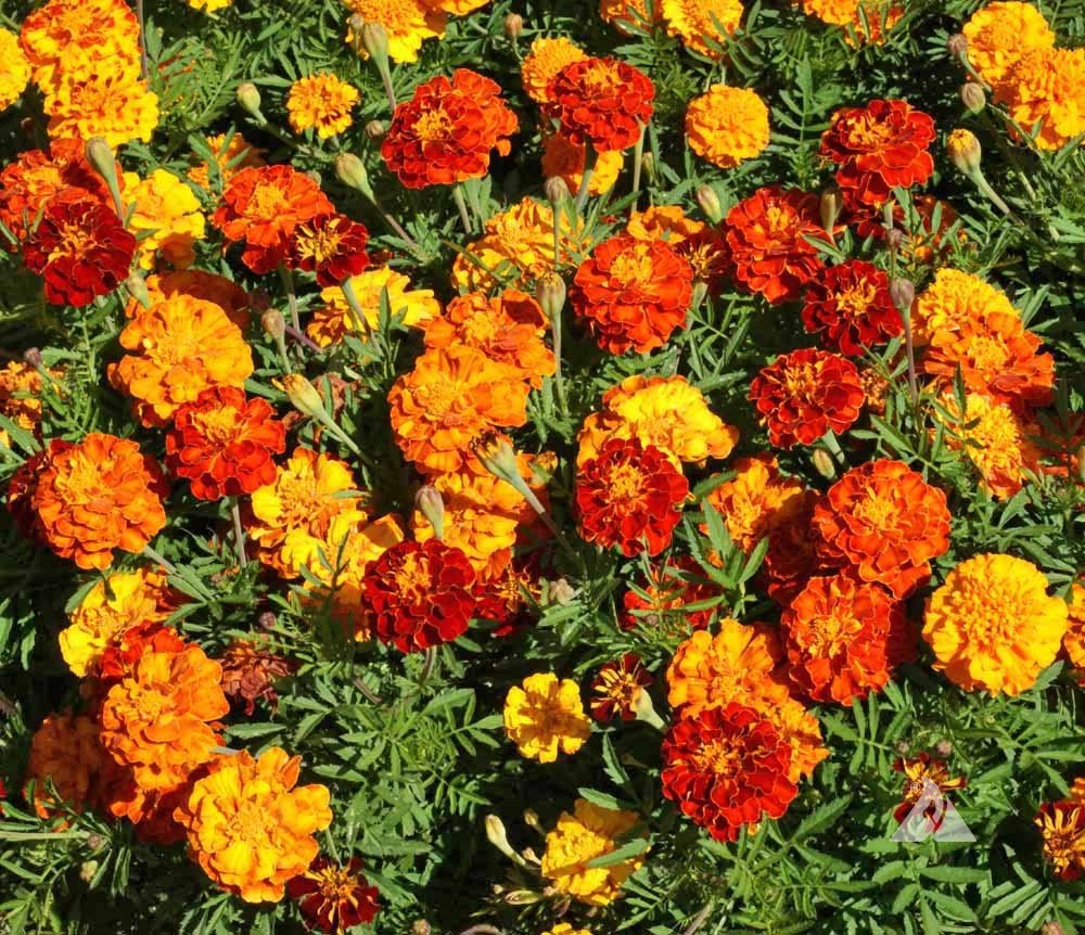 flowers seeds sparky mix dwarf french marigold,500 seeds #ABG13