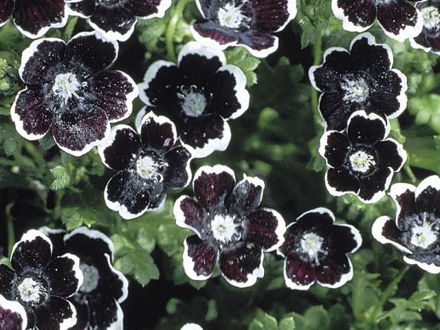 flowers seeds Pennie Black Nemophila Discoidalis, 50 seeds #ABG11
