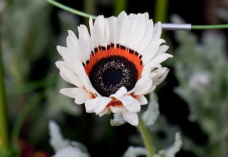 100 Seeds Venidium Monarch of the Veldt White easy to grow #ABG11