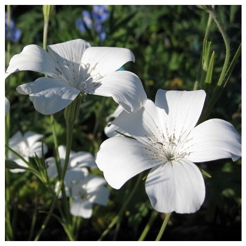 50 flower Seeds Agrostemma Githago Bianca White, great flower for your ...