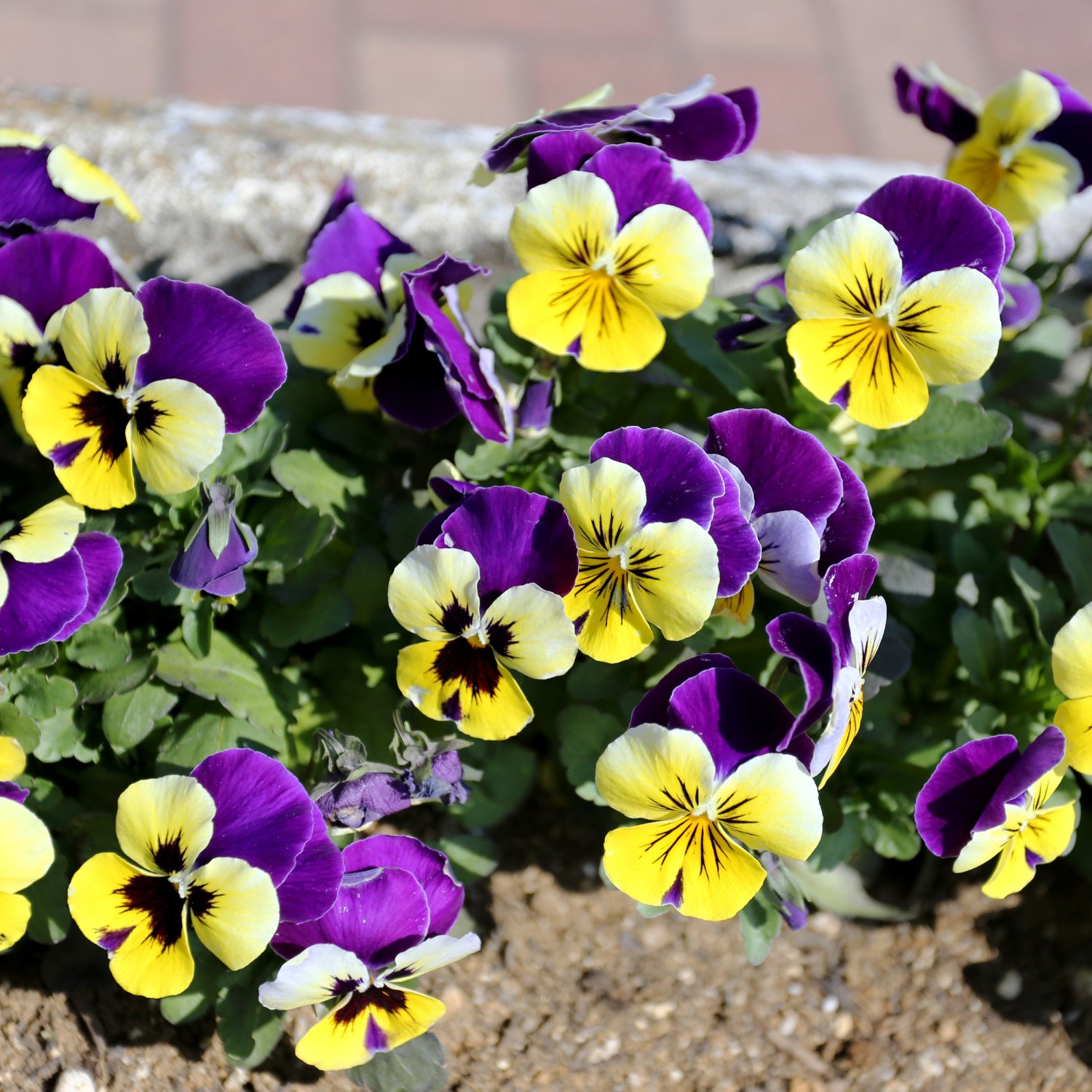 200 flower Seeds Johnny Jump-up Viola Tricolor,great for your garden #ABG11
