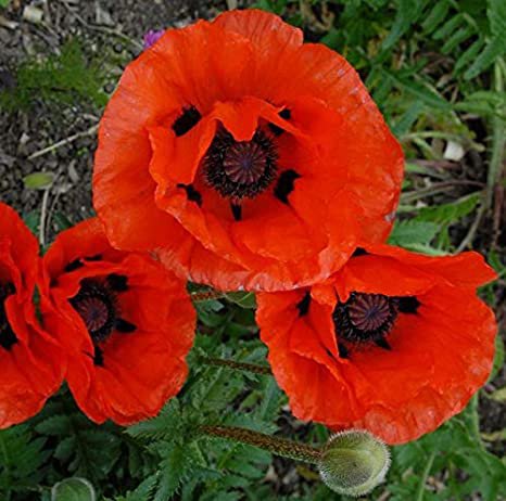 40 Fresh Poppy Seed Allegro Poppy ready to plant #ABG1