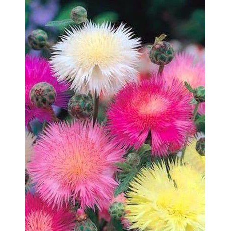 240 Seeds Sweet Sultan Fragrant Cut Flower, easy to grow #IEB2