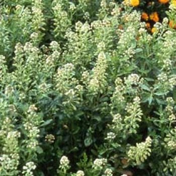 Flower seeds Mignonette Sweet Reseda Odorata Fragrant White, 100 Seeds ...