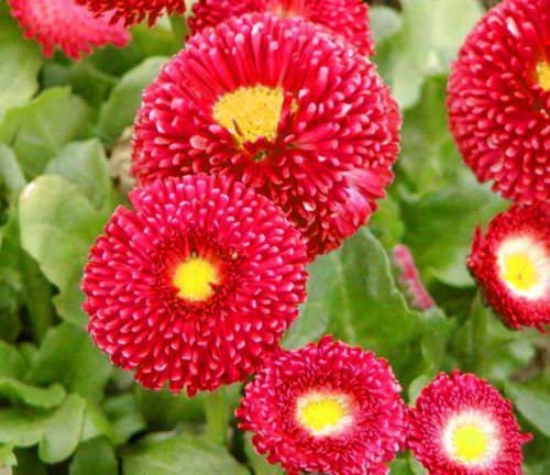 Flower Seeds Red Bellis Perennis Super Enorma 150 seeds, easy to grow #IEB4