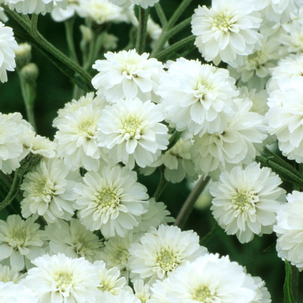 Flower Seeds Achillea The Pearl , 50 seeds #IEB12