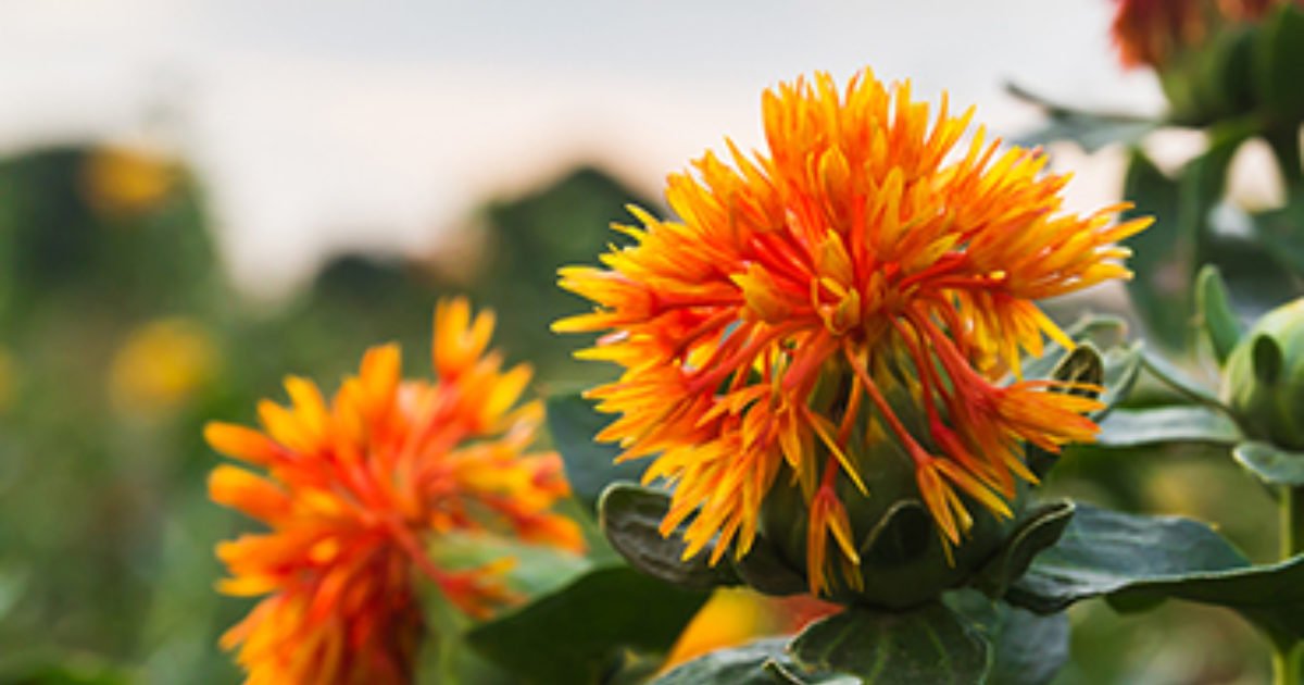 Safflower Saffron Carthamus Tinctorius Yellow Orange, 300 Flower Seeds ...
