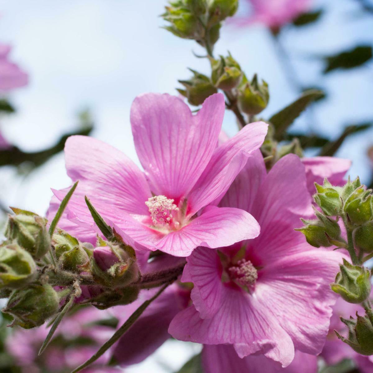 50 flower seeds Small Pink Hollyhock, easy to grow #IEB34