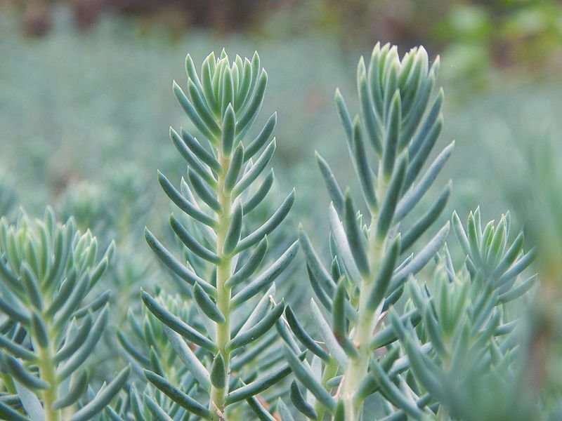 200 Seeds Sedum Rupestre Silver Spruce #IEB39