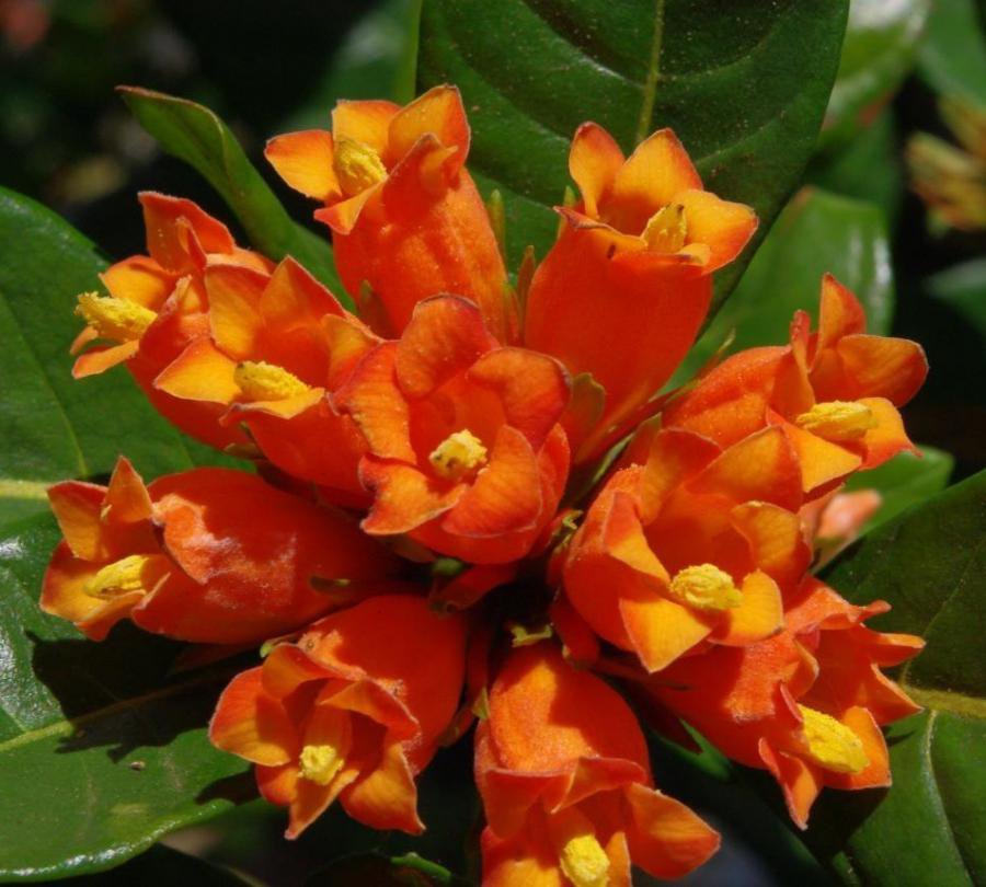 5 tropical seeds Burchellia bubalina - Wild Pomegranate #IEB42
