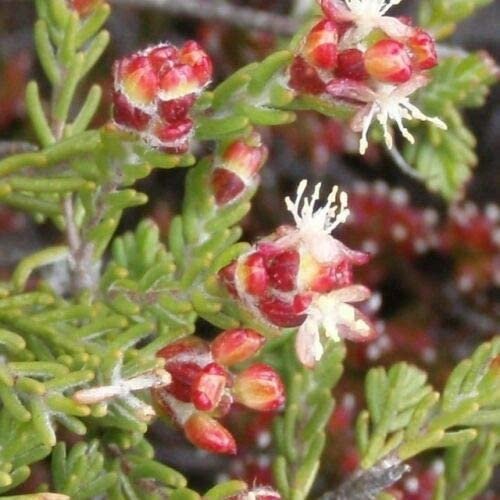 5 Tropical Plant Shrub Seeds Passerina Obtusifolia Karoo Gonna #IEB42