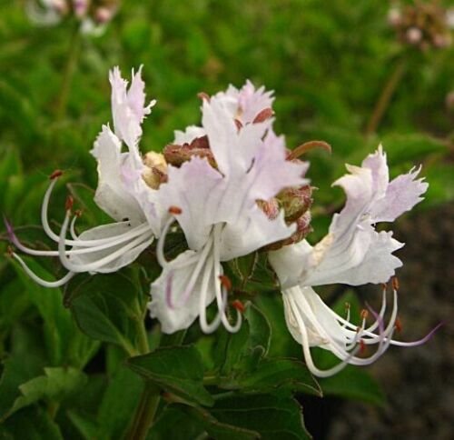5 Tropical Tree Seeds Berchemia Discolor Bird Plum Mountain #IEB42