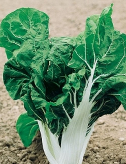 150 seeds Swiss Chard Large White Ribbed Chard, easy to grow #IEB48