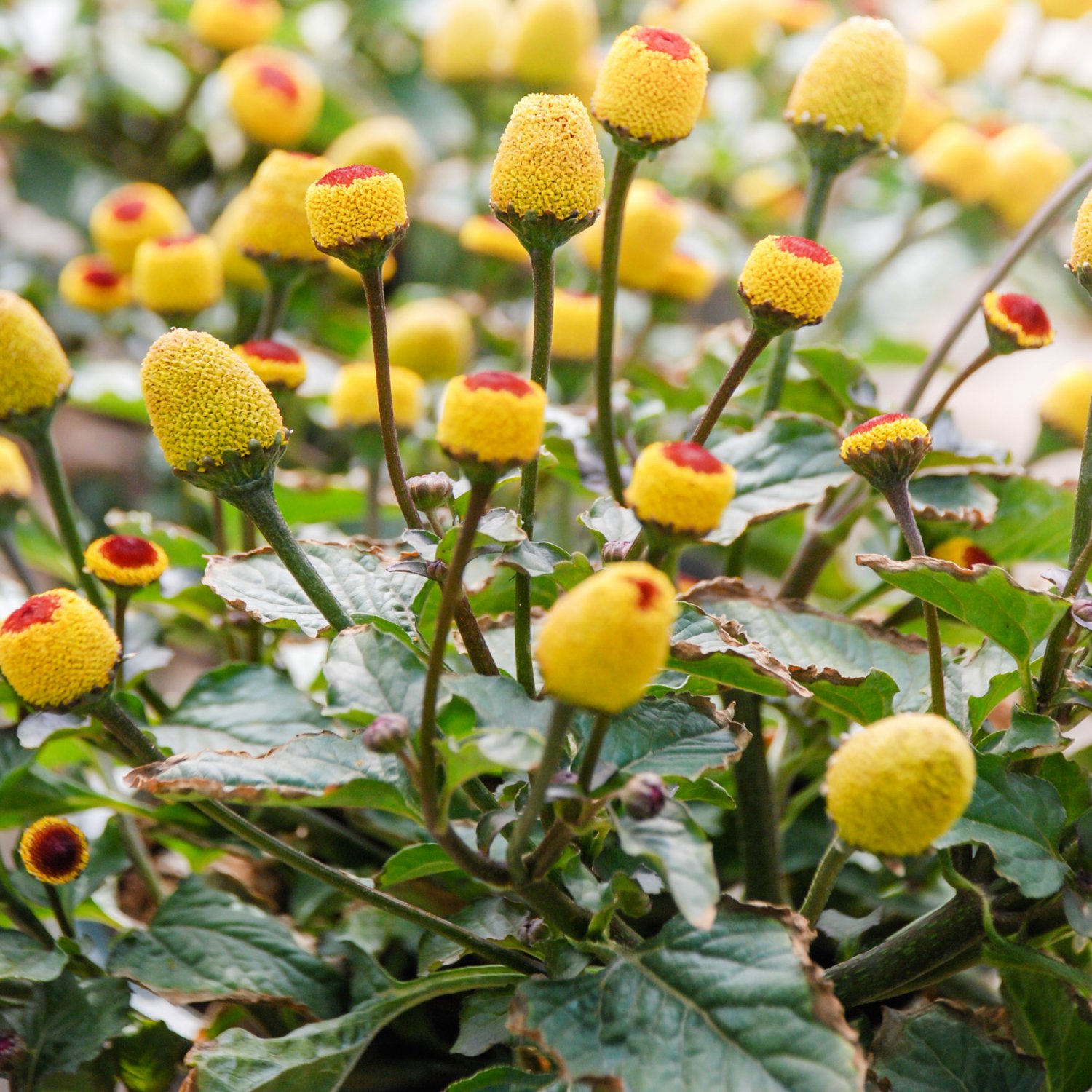 100 flower seeds yellow Toothache Spilanthes Oleracea #IEB54
