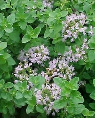100 flower seeds purple Oregano Herb. Easy to grow #IEB54