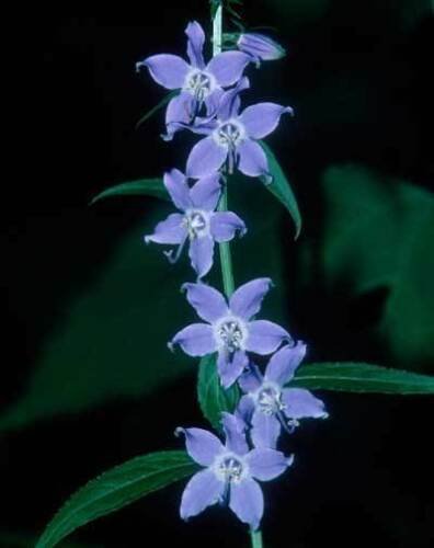 100 flower seeds Campanulastrum americanum Tall American Bellflower #IEB56