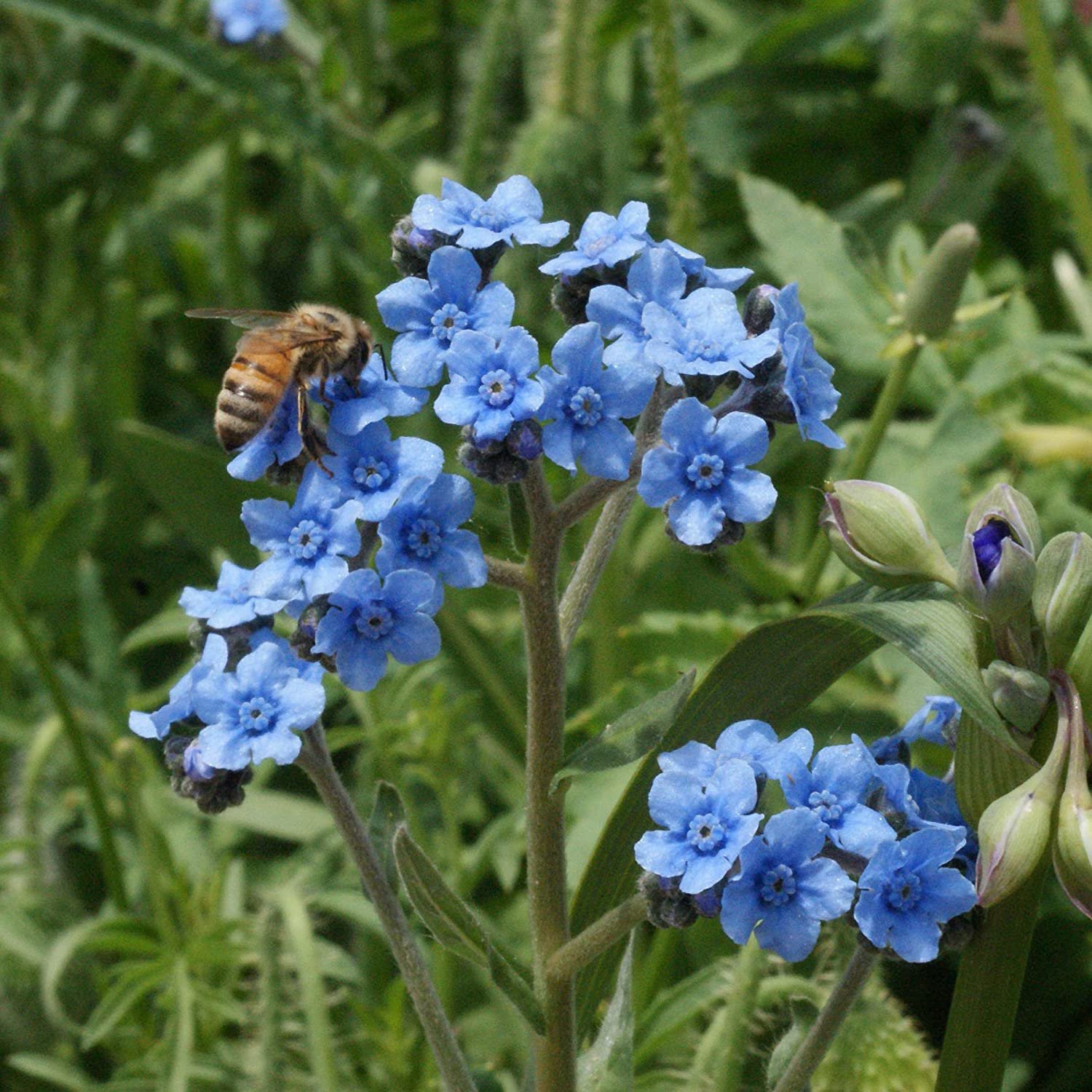 2 Grams Flower Seeds Forget Me Not Packet Blue, easy to grow #IEB60