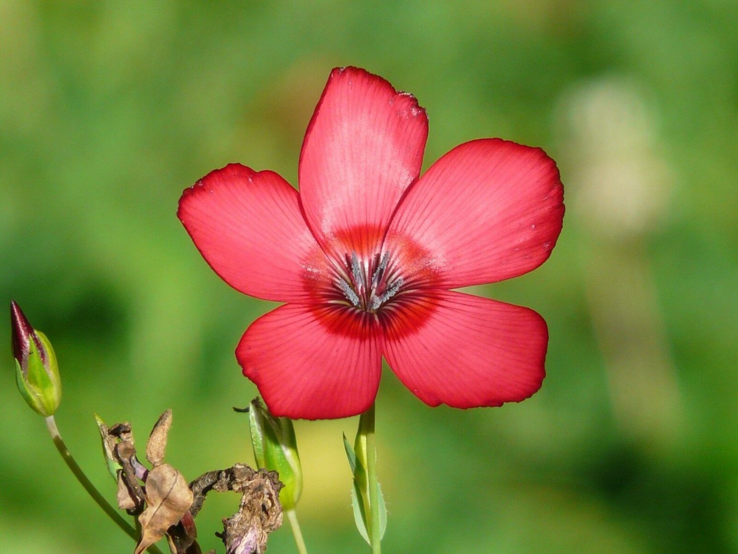 1 Gram Flower Seeds Scarlet Flax Linum Grandiflorum Rubrum #IEB60