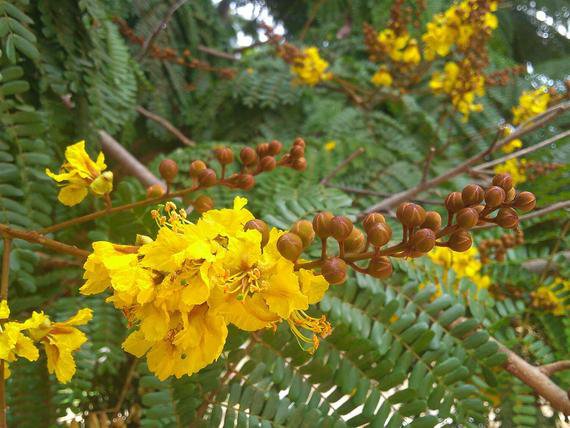 10 seeds Golden Yellow Flamboyant Peltophorum pterocarpum Copperpod #IEB56