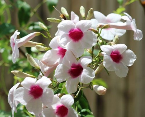 10 seeds Pandorea jasminoides Bower of Beauty Vine #IEB56