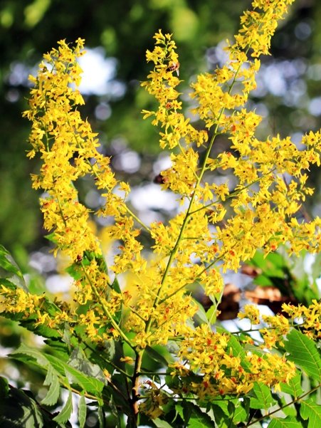 10 flower seeds Golden Raintree Koelreuteria paniculata #IEB56