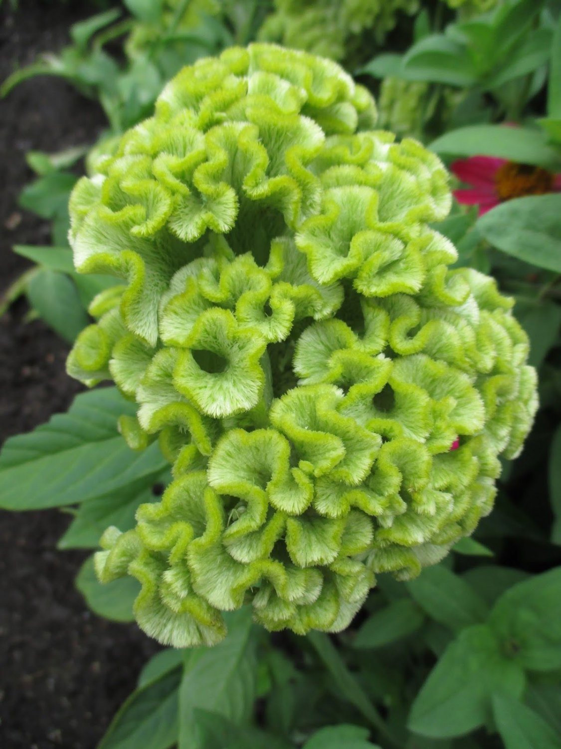 30 Flower Seeds Celosia Lime Green Cockscomb, easy to grow #RBSE64