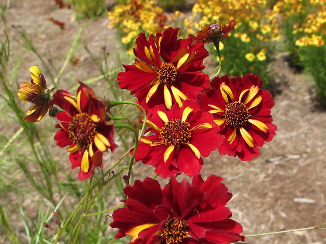 50 Flower Seeds Coreopsis Roulette, easy to grow #RBSE64