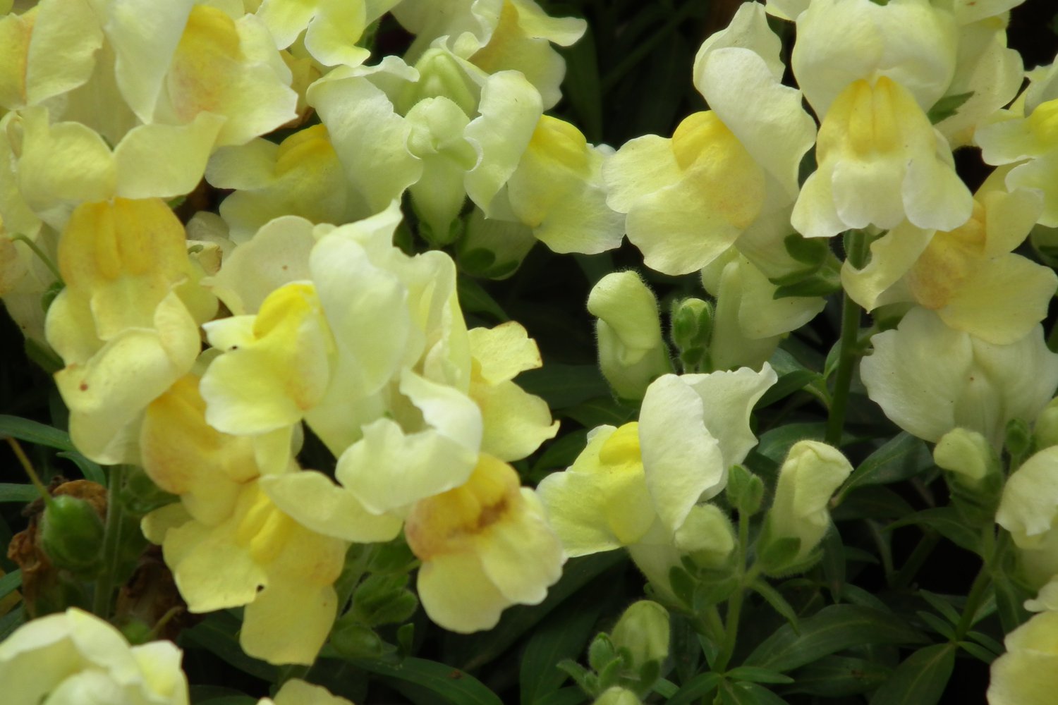 30 Flower Seeds Snapdragon Antirrhinum Lemon Sherbet, easy to grow #RBSE64