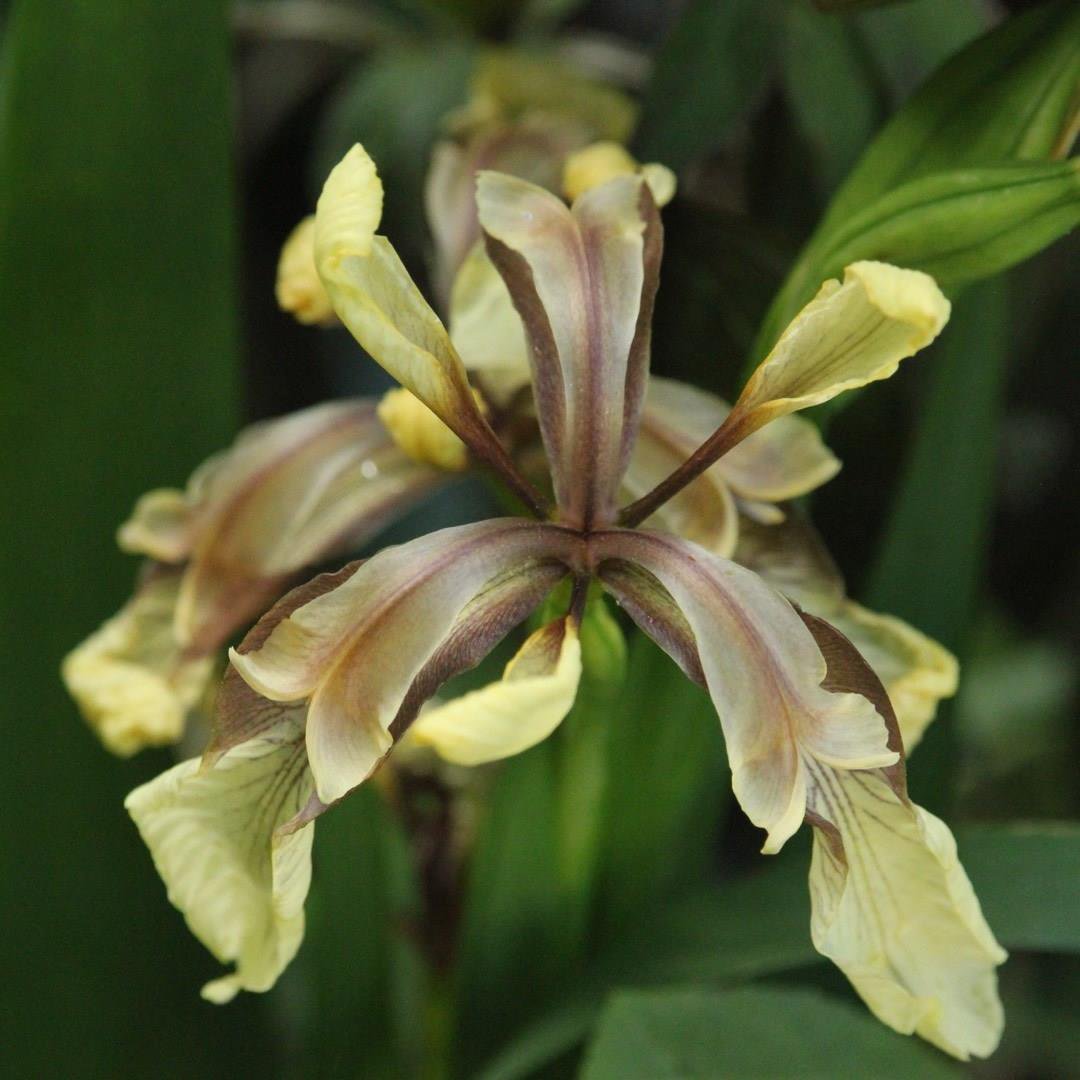 10 flower seeds Iris foetidissima Citrina , easy to grow #RBSE61