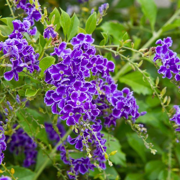 10 flower seeds purple Duranta Erecta Sweet Memories, easy to grow #RBSE61