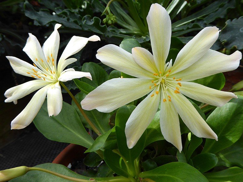 10 flower seeds Lewisia tweedyi Tweedys Lewisia, easy to grow #RBSE61