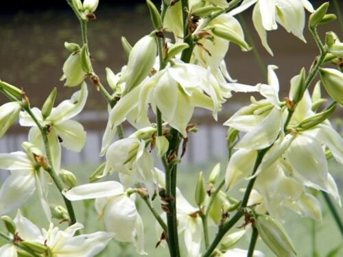 15 flower seeds Yucca smalliana Adam's Needle or Bear Grass, easy to ...