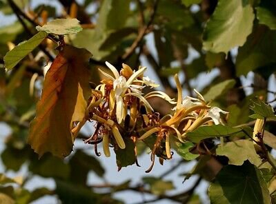 8 seeds Pterospermum acerifolium Bayur Tree or Dinnerplate #YREG61