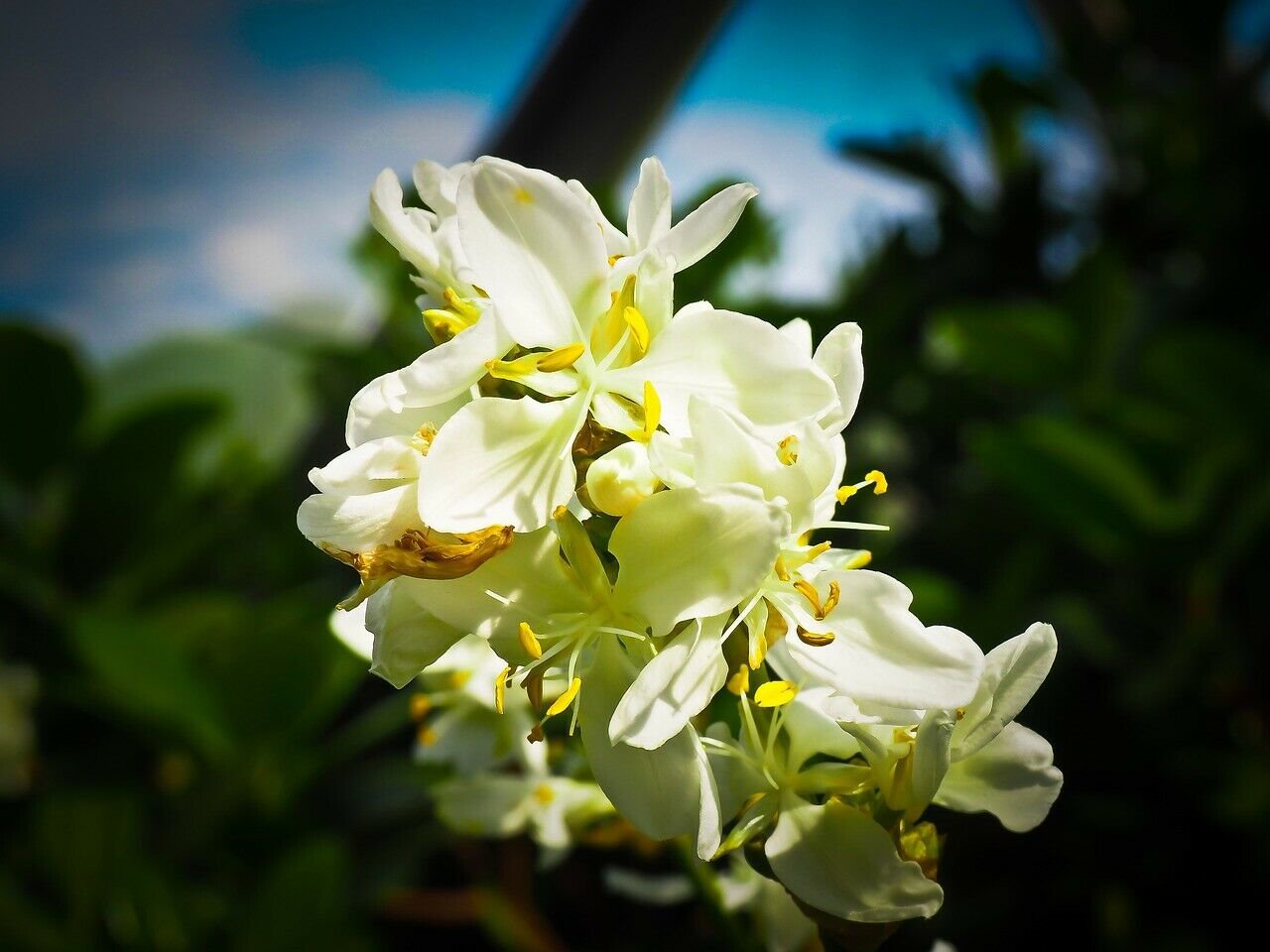 10 flower seeds Libertia grandiflora or New Zealand Iris #YREG61