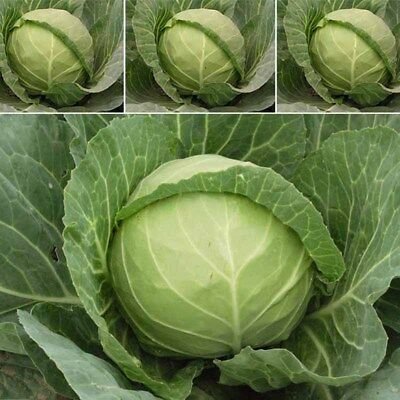 150 vegetable seeds Giant Russian Cabbage #JBSE70