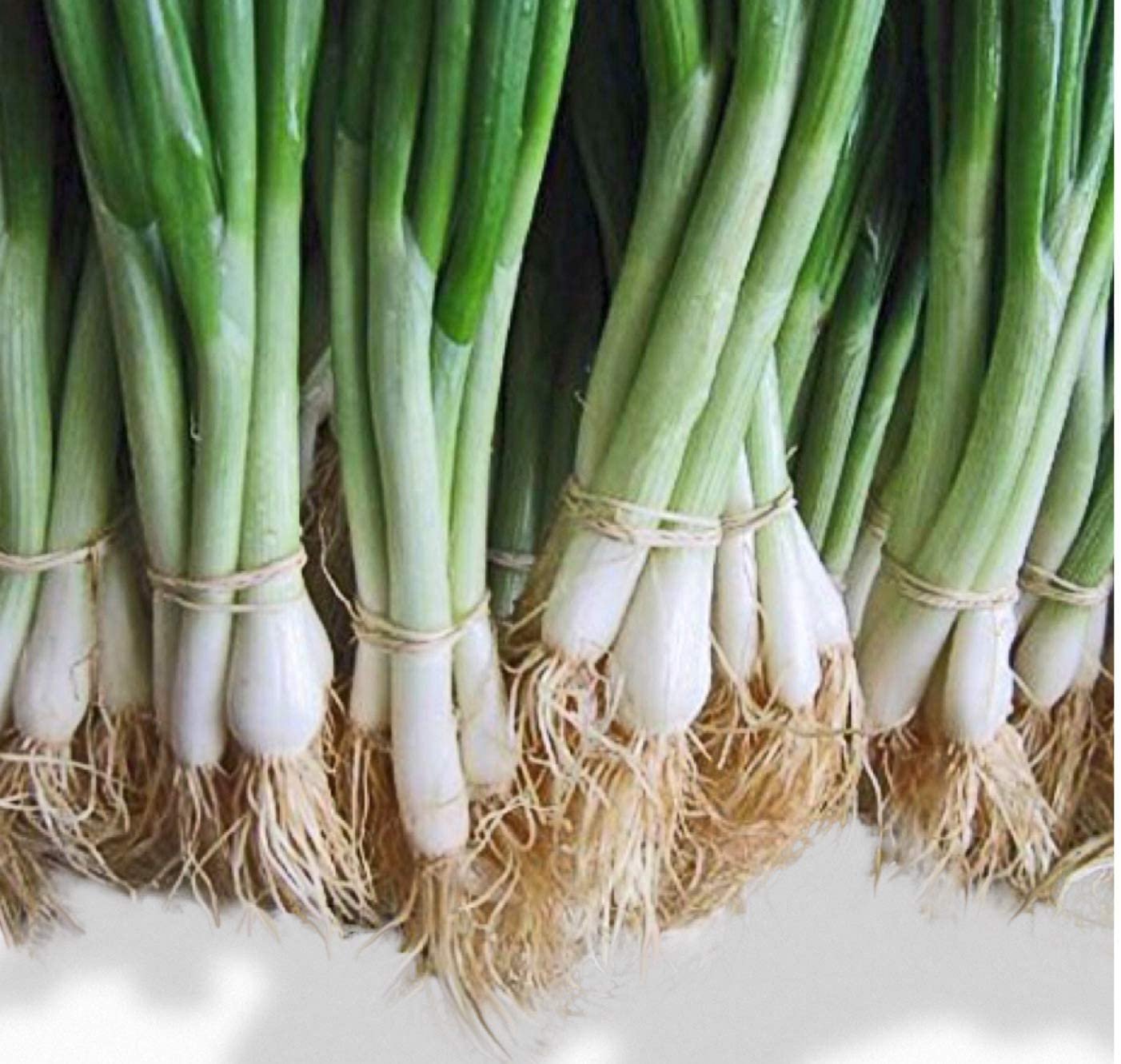 300 seeds Bunching Onion Seeds #TSPE72