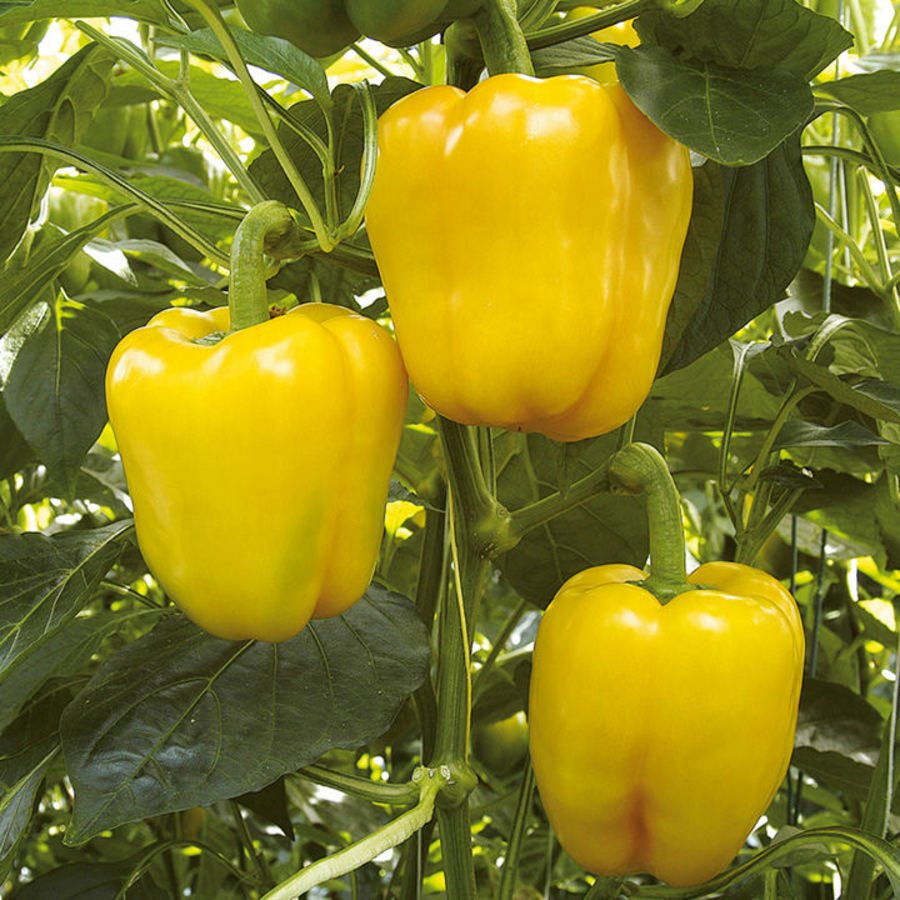 25 Pepper Seeds Super Hot Sweet Sunbright yellow #PPTE79