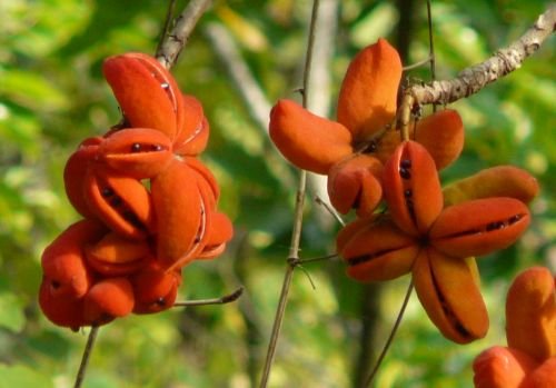5 seeds Sterculia villosa Elephant Rope Tree Tropical #SRPY81