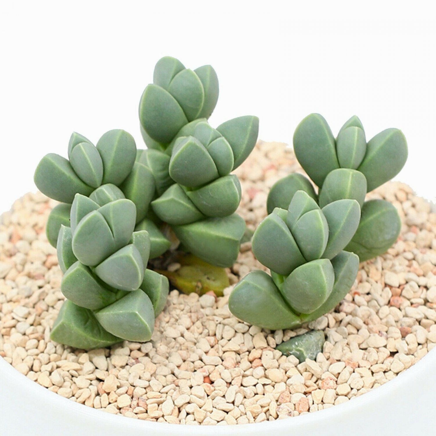 5 Cuttings Succulent - Corpuscularia Lehmannii Ice Plant Astridia ...