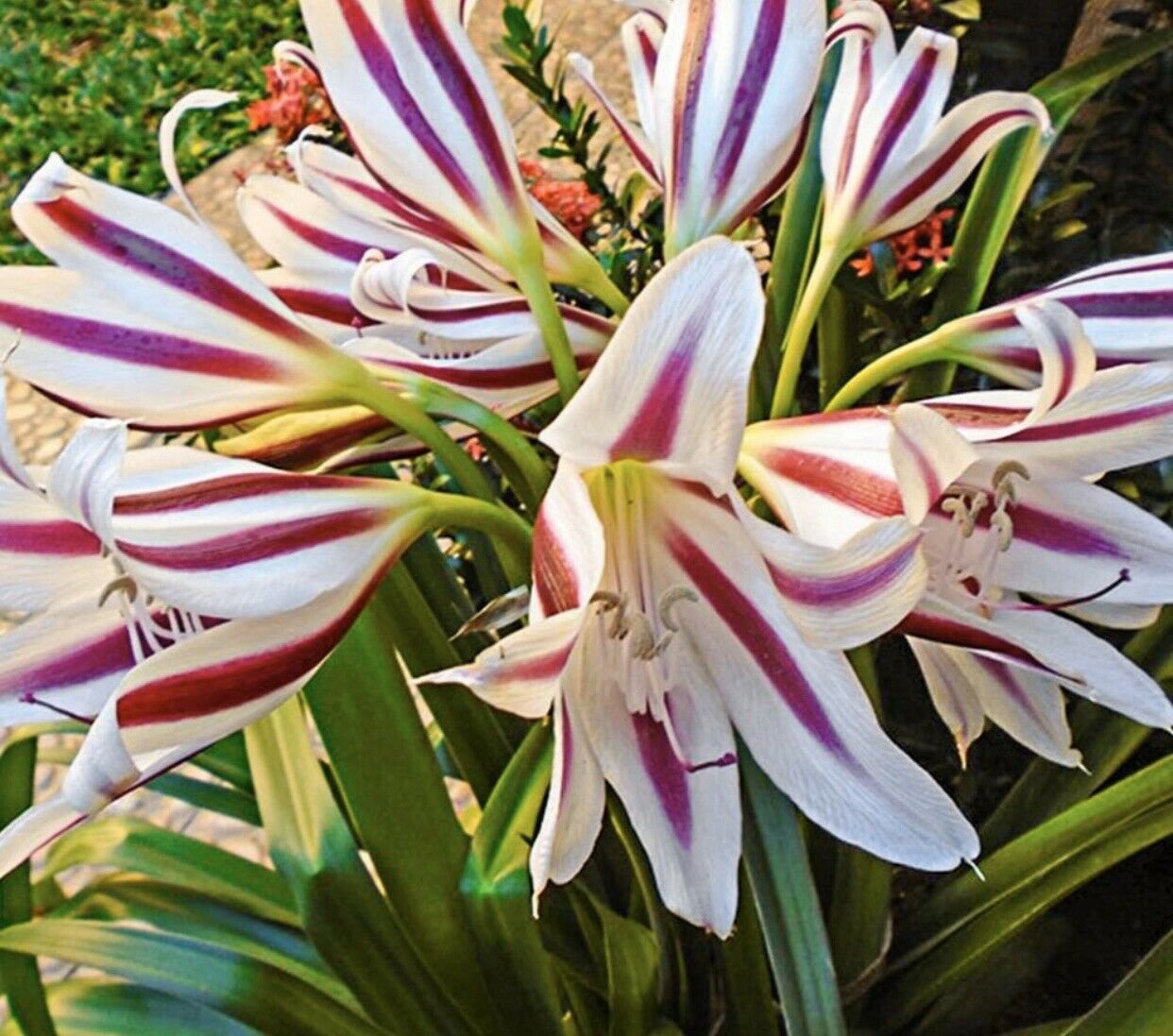 1 bulbs - Red And White Crinum Lily - Easy to Grow #DNMD9