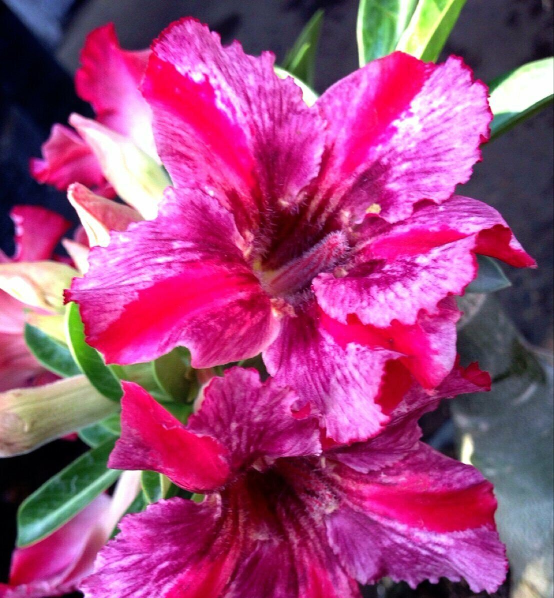 1 Live Plant - Adenium Taveesap Purple Grafted Hybrid #KYPS16