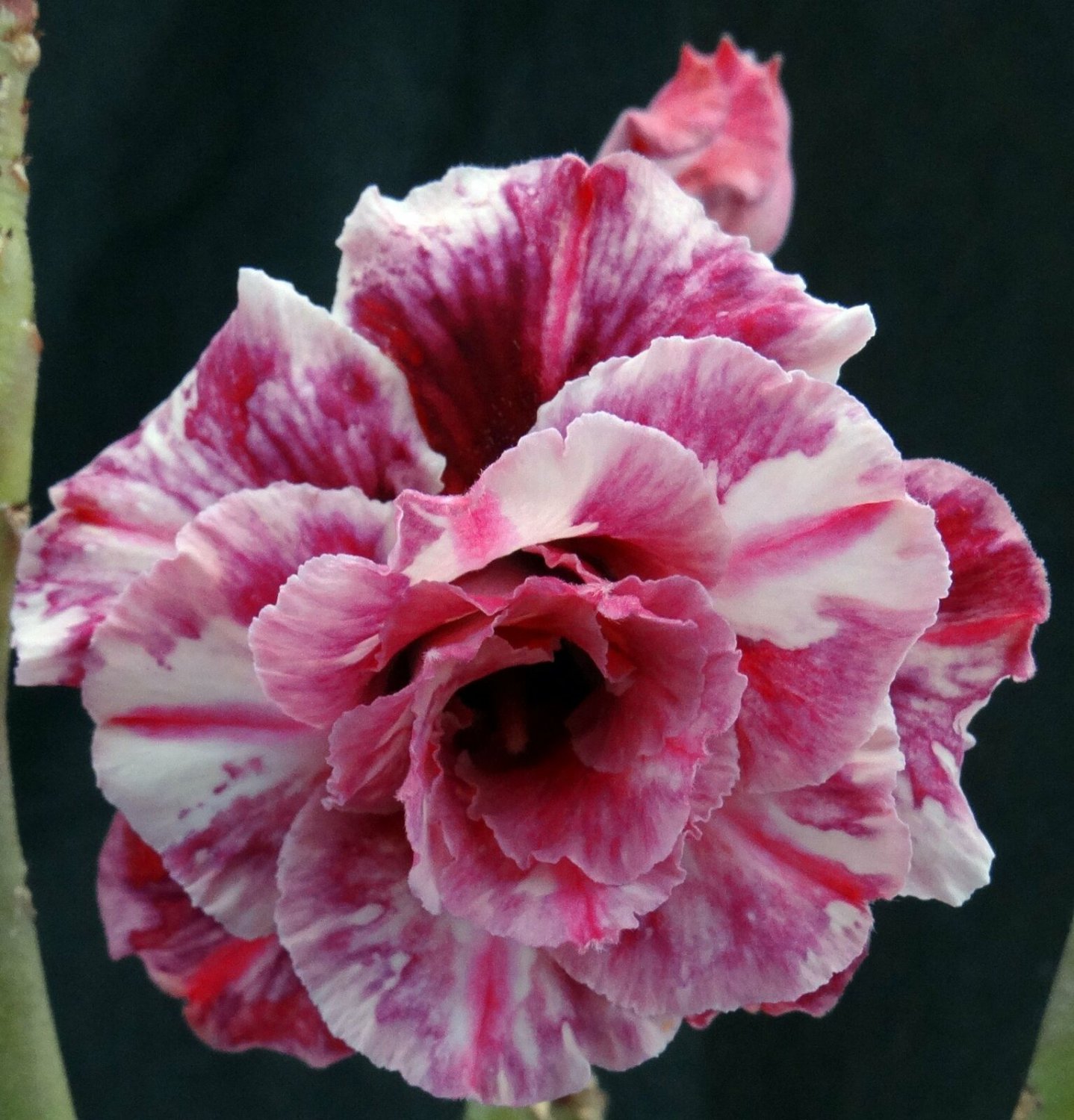 1 Live Plant - Adenium Purple Rain Grafted hybrid - size 4" #KYPS16