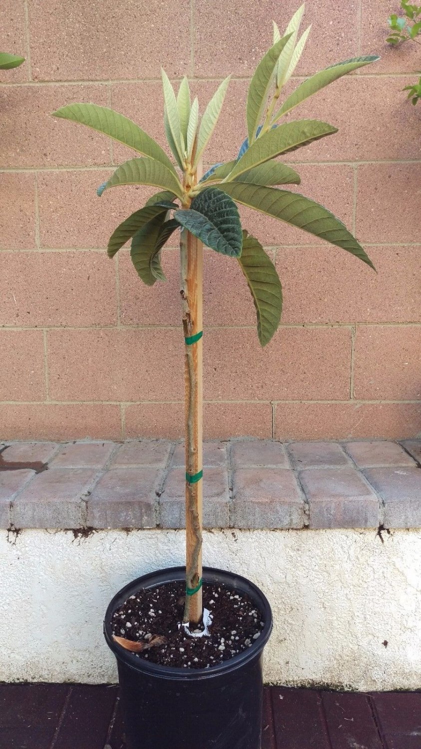 1 Tropical Fruit Tree - Loquat Big Jim - in 5 gallon pot #BLSG18